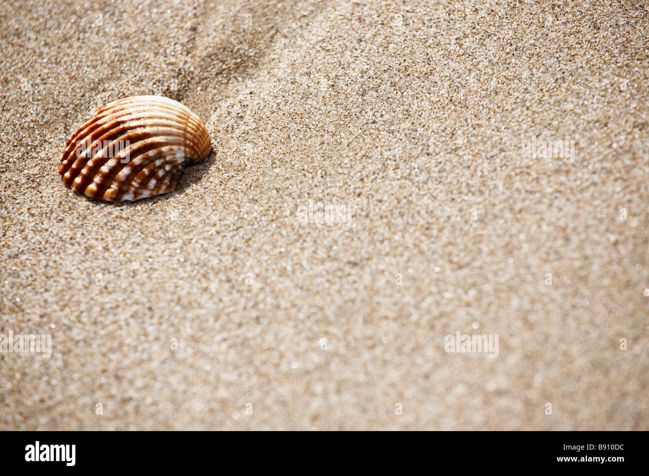 A shell on the beach Spain Stock Photo - Alamy