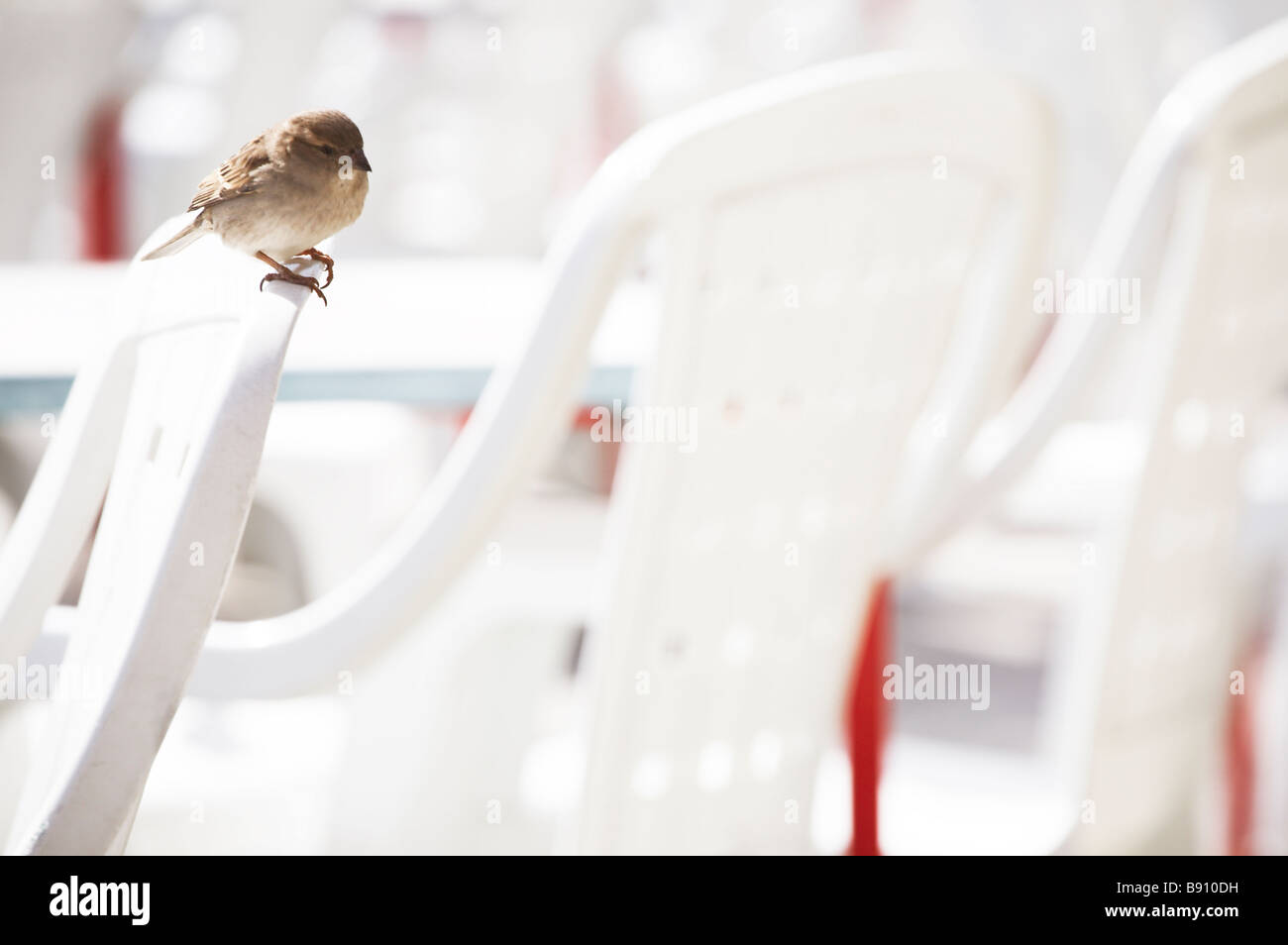 Bird sitting on chair hi-res stock photography and images - Alamy