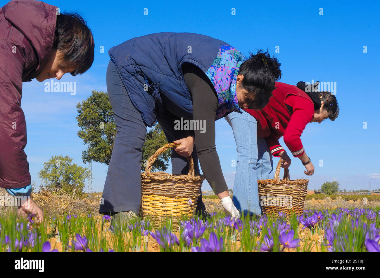 Crocus saffron picking hi-res stock photography and images - Alamy