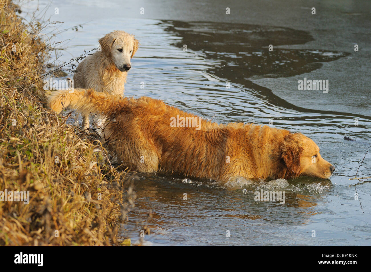 Golden Retriever dog with puppy in water Stock Photo - Alamy