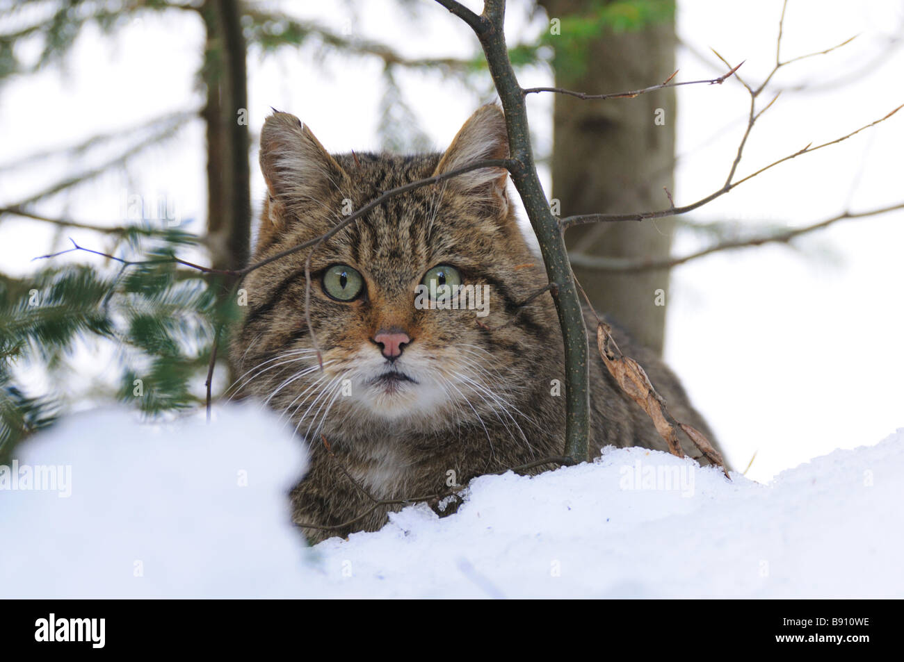 European wildcat - standing in the snow / Felis silvestris Stock Photo ...