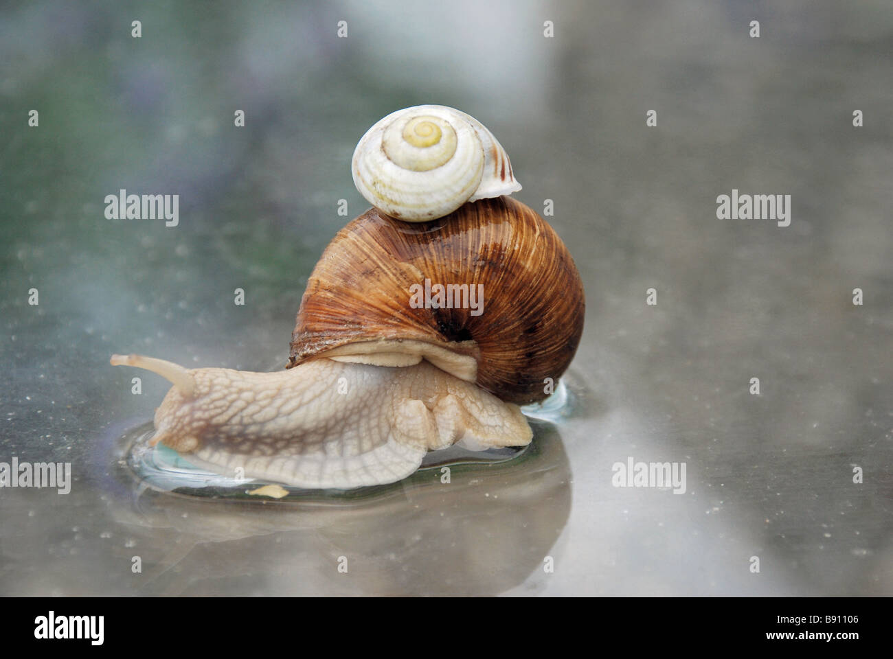snail in water Stock Photo - Alamy