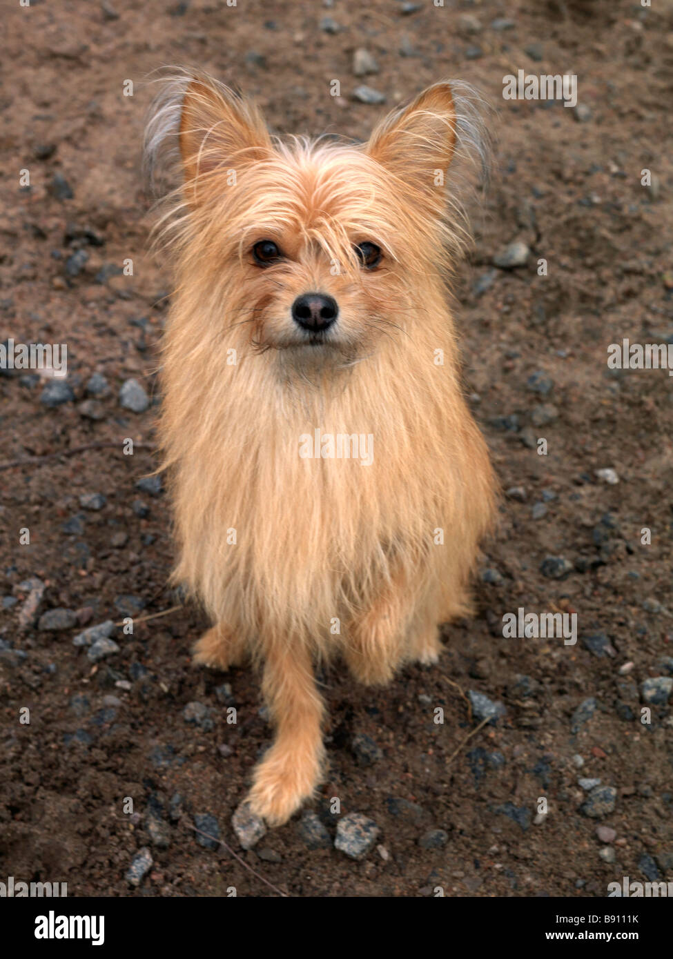 A dog Sweden Stock Photo - Alamy