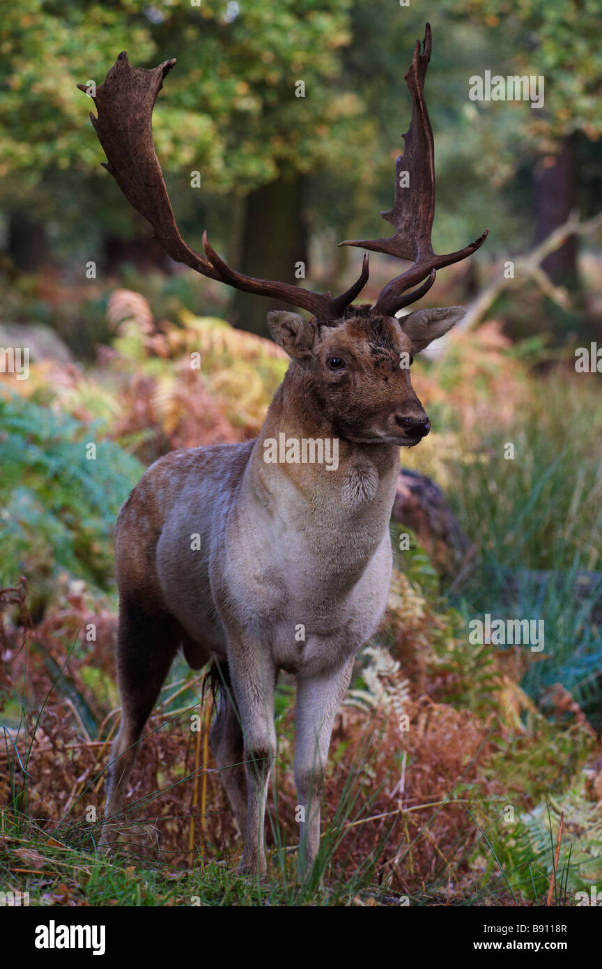 Deer fallow uk hi-res stock photography and images - Alamy