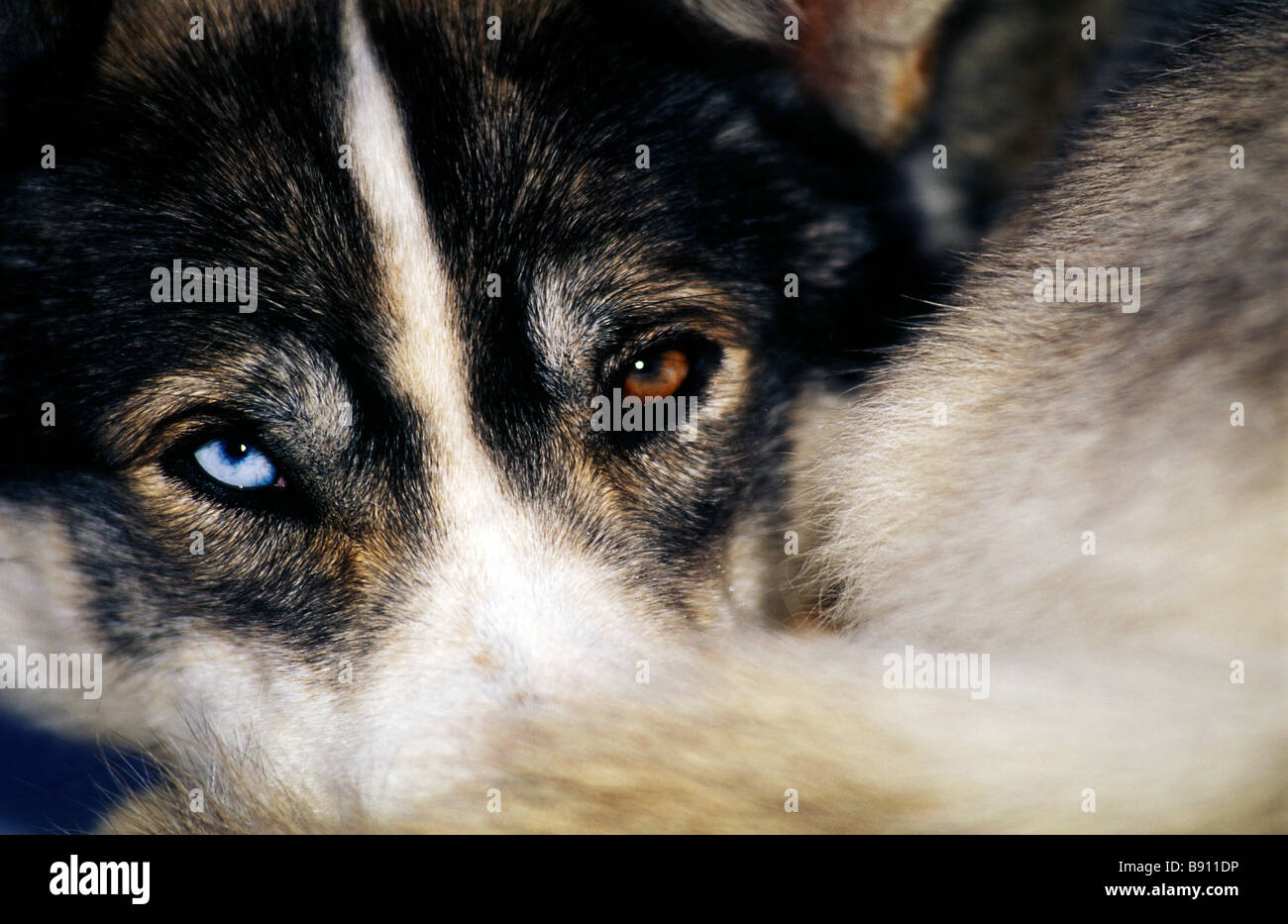 Siberian husky close-up Stock Photo - Alamy