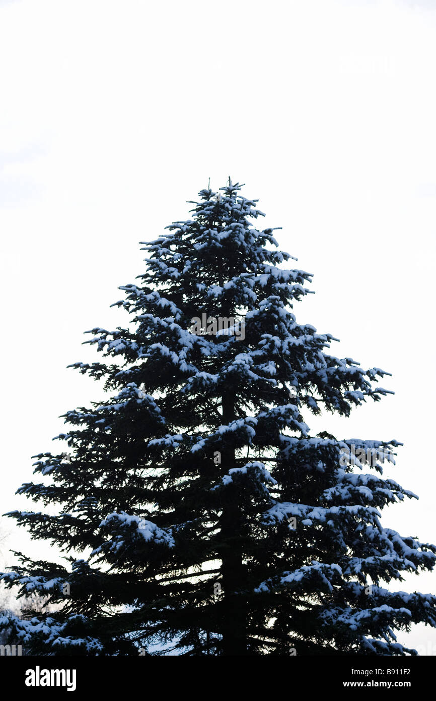 Nordic Fir High Resolution Stock Photography and Images - Alamy