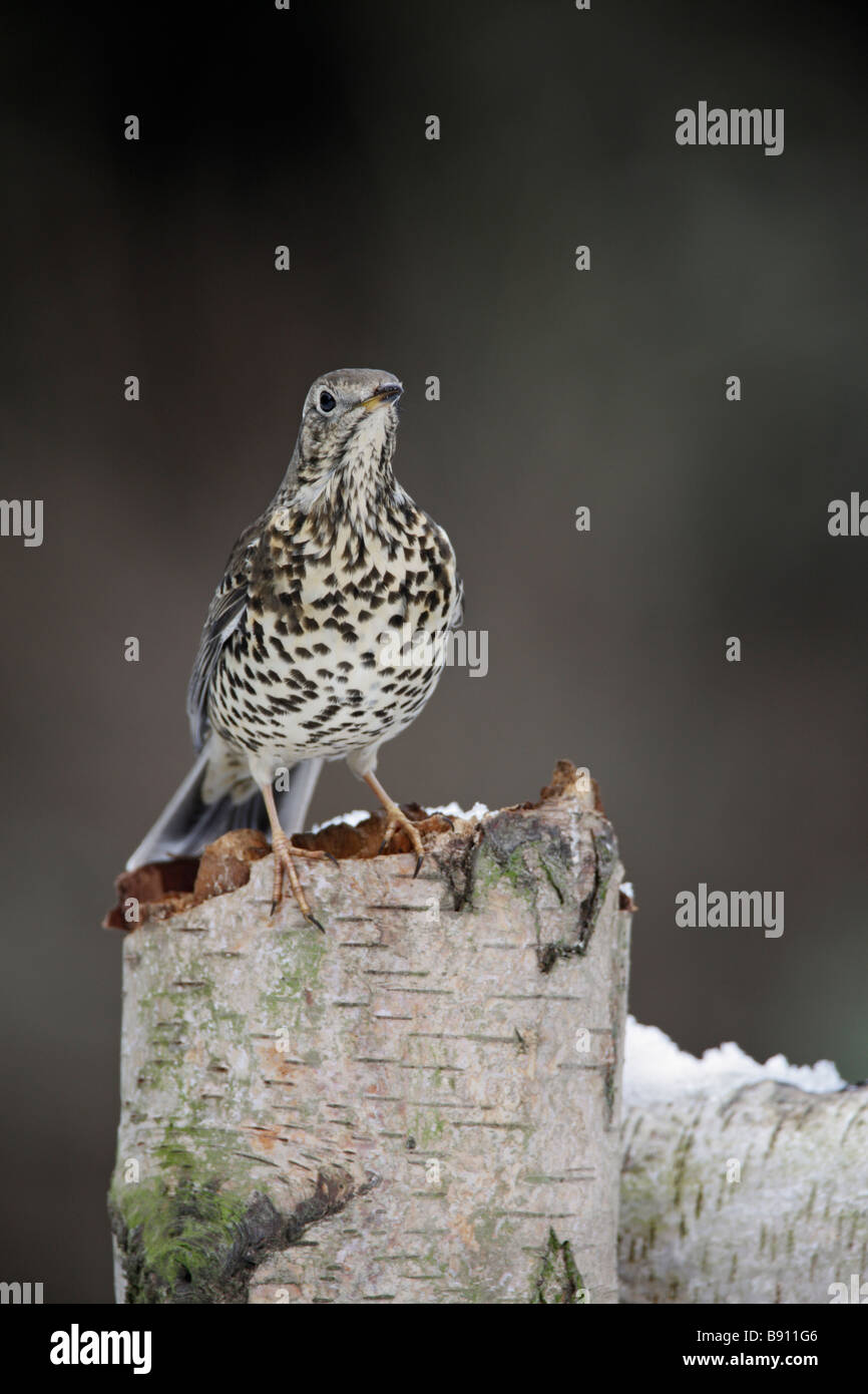 Thrush in the snow hi-res stock photography and images - Alamy