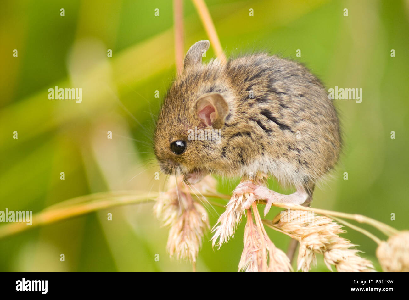 Field mouse on grass Stock Photo - Alamy