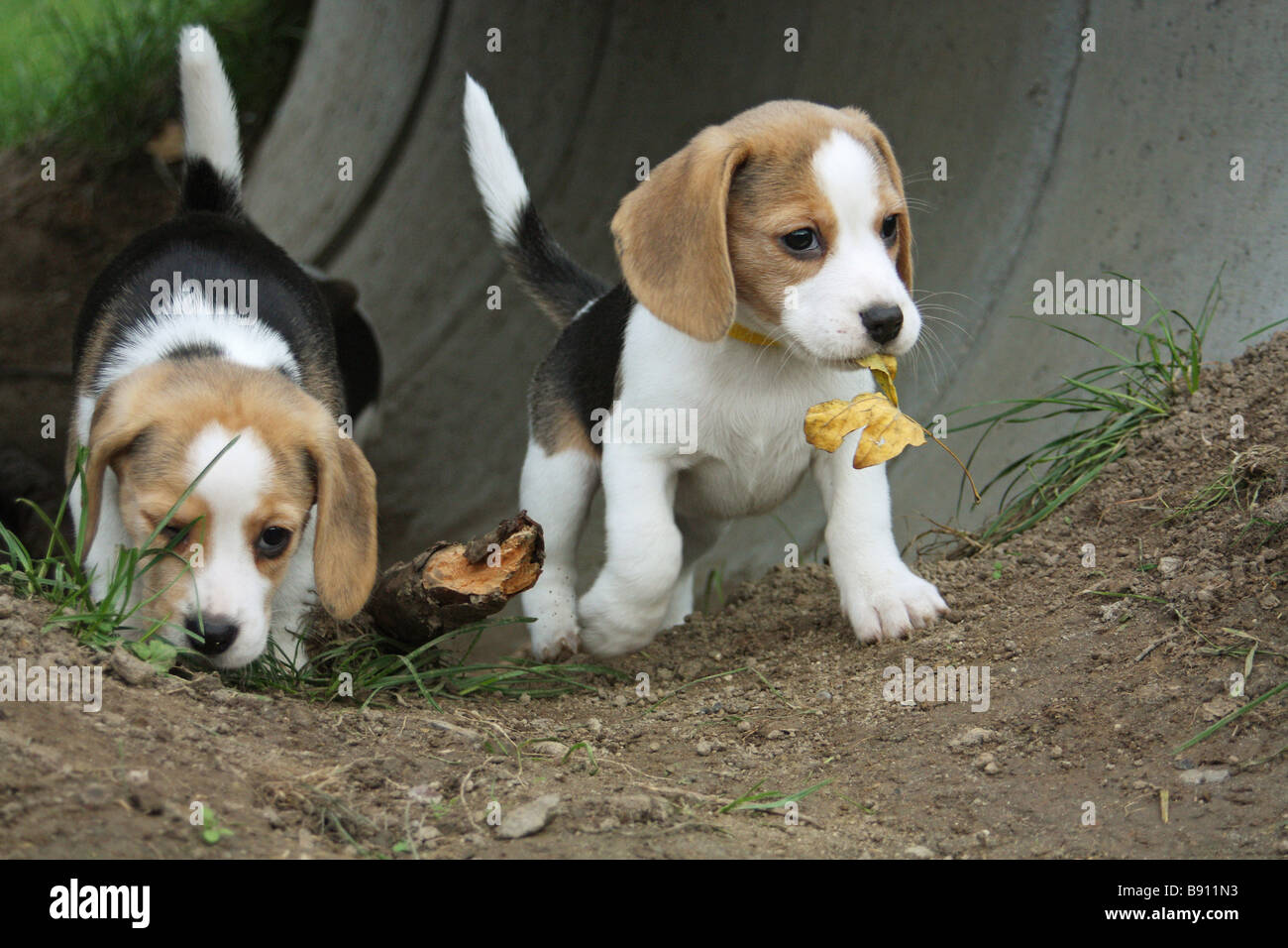 Beagle. Two puppies exploring a garden Stock Photo - Alamy