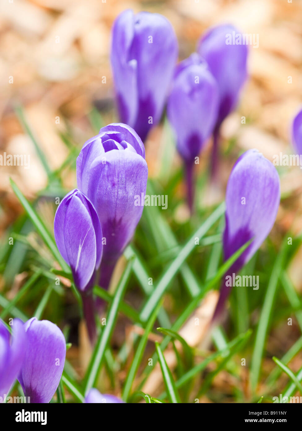 Purple crocus hi-res stock photography and images - Alamy