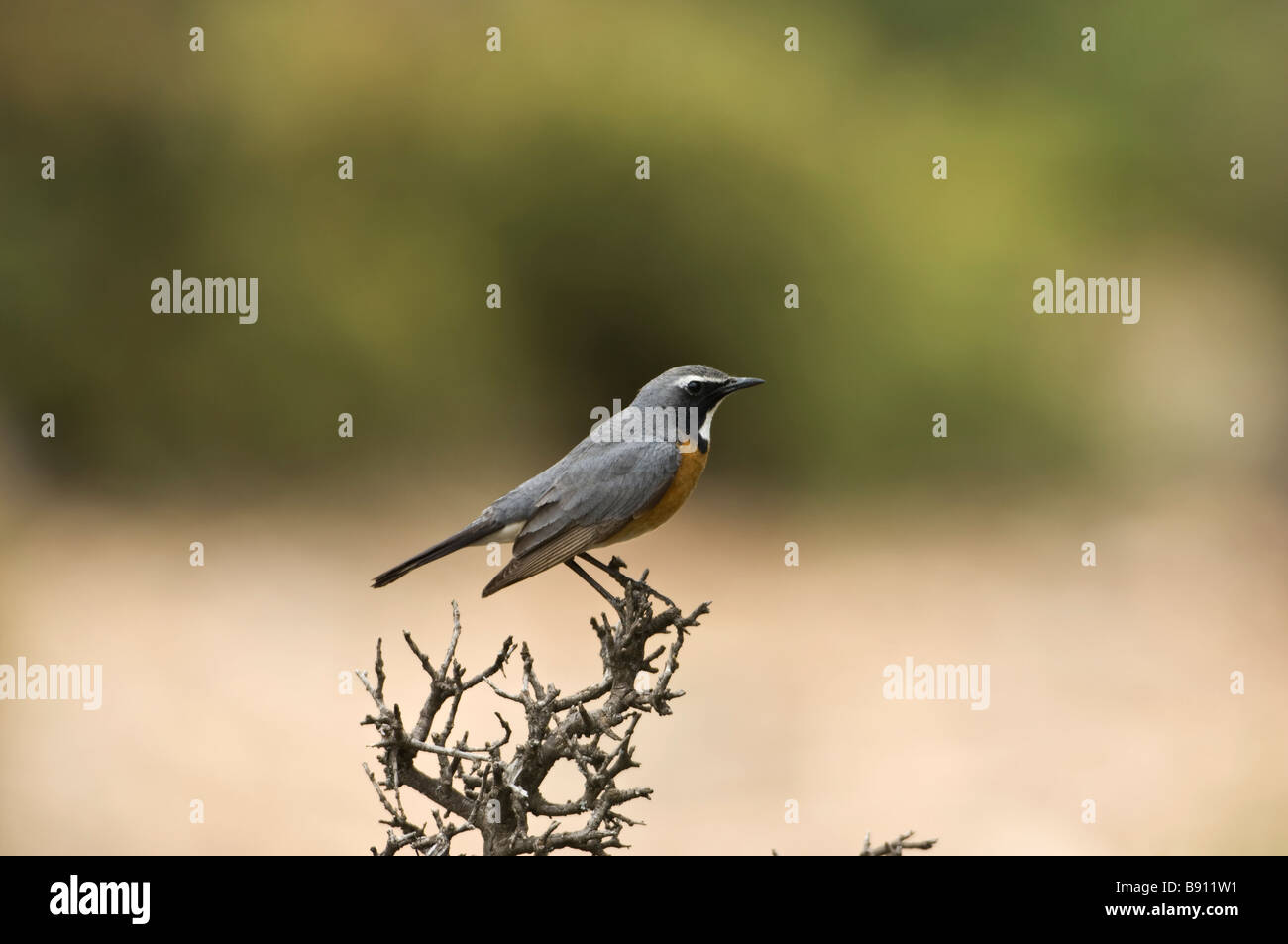 White throated Robin Irania gutturalis korkitelli hills turkey Stock ...