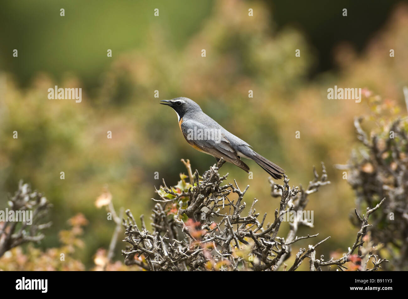 White throated Robin Irania gutturalis korkitelli hills turkey Stock ...