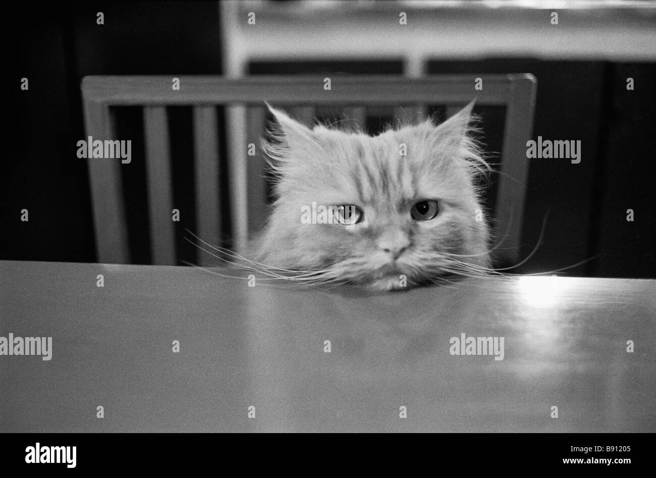 Cat by a table Stock Photo - Alamy