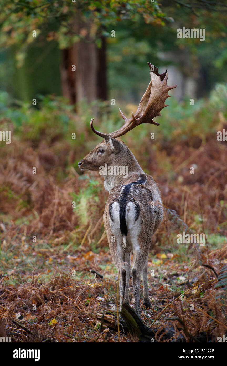 Deer fallow uk hi-res stock photography and images - Alamy