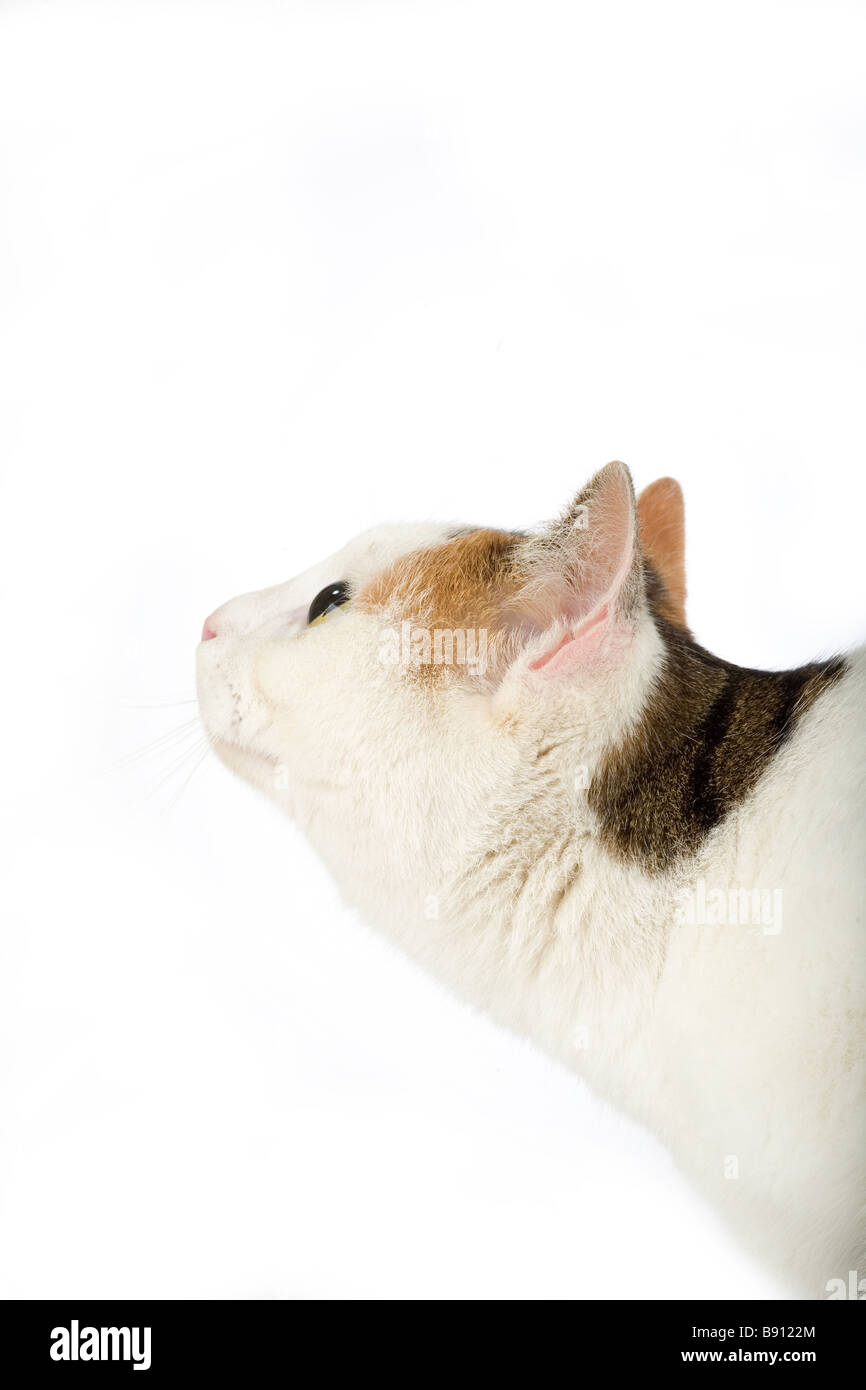 The spotted cat hi-res stock photography and images - Alamy