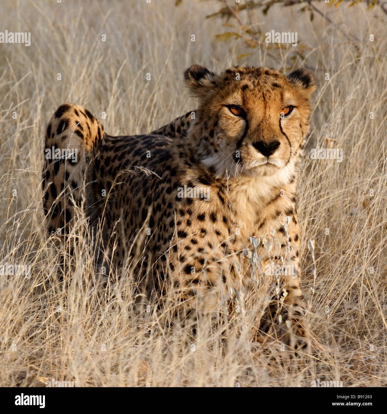 Waiting crouching lying otjitotongwe cheetah park hi-res stock ...