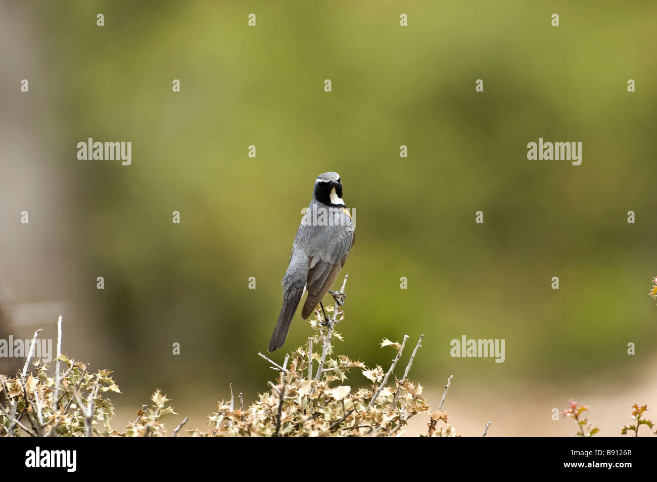 White throated Robin Irania gutturalis korkitelli hills turkey Stock ...