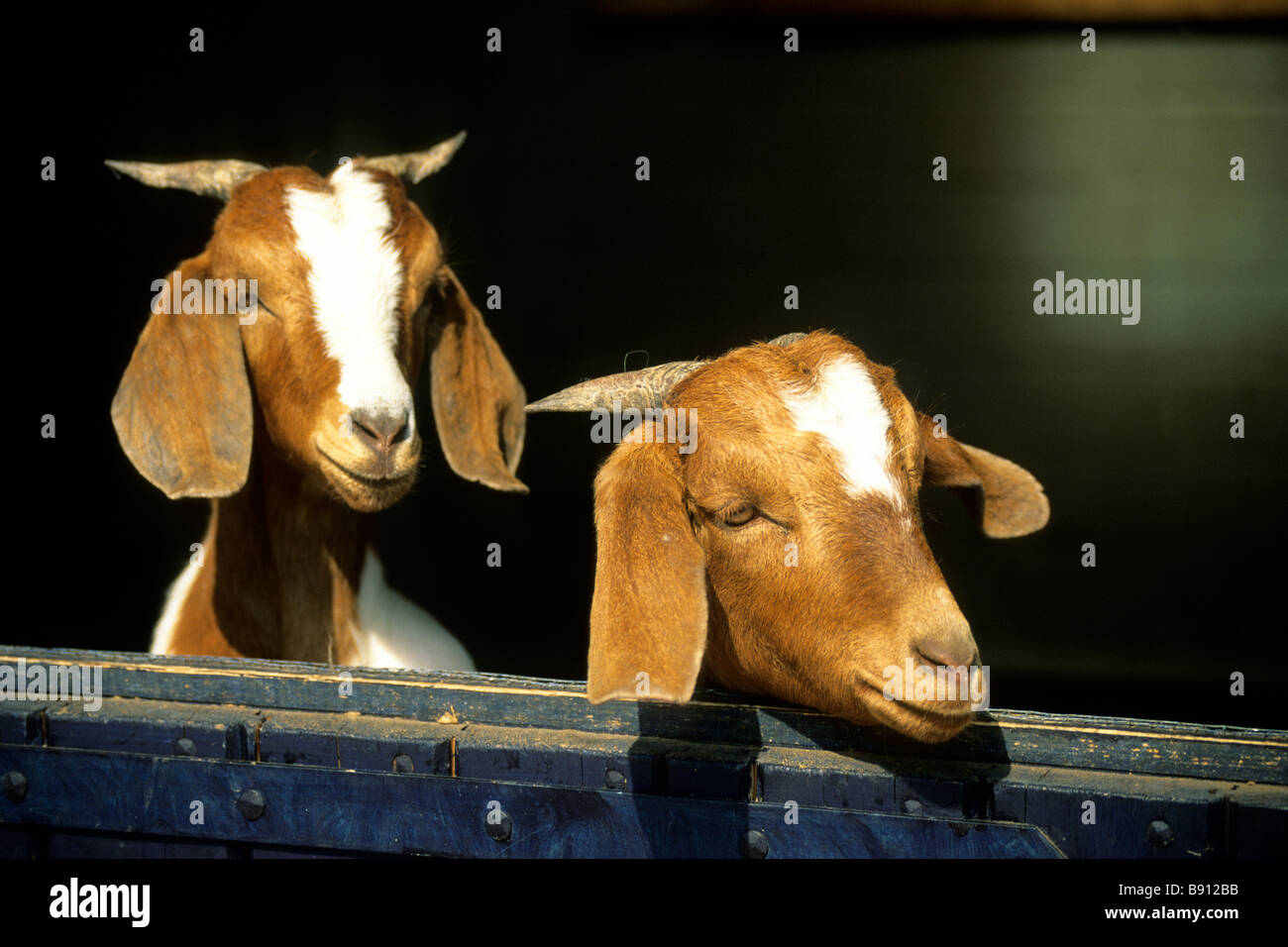 Domestic goat looking over fence hi-res stock photography and images ...