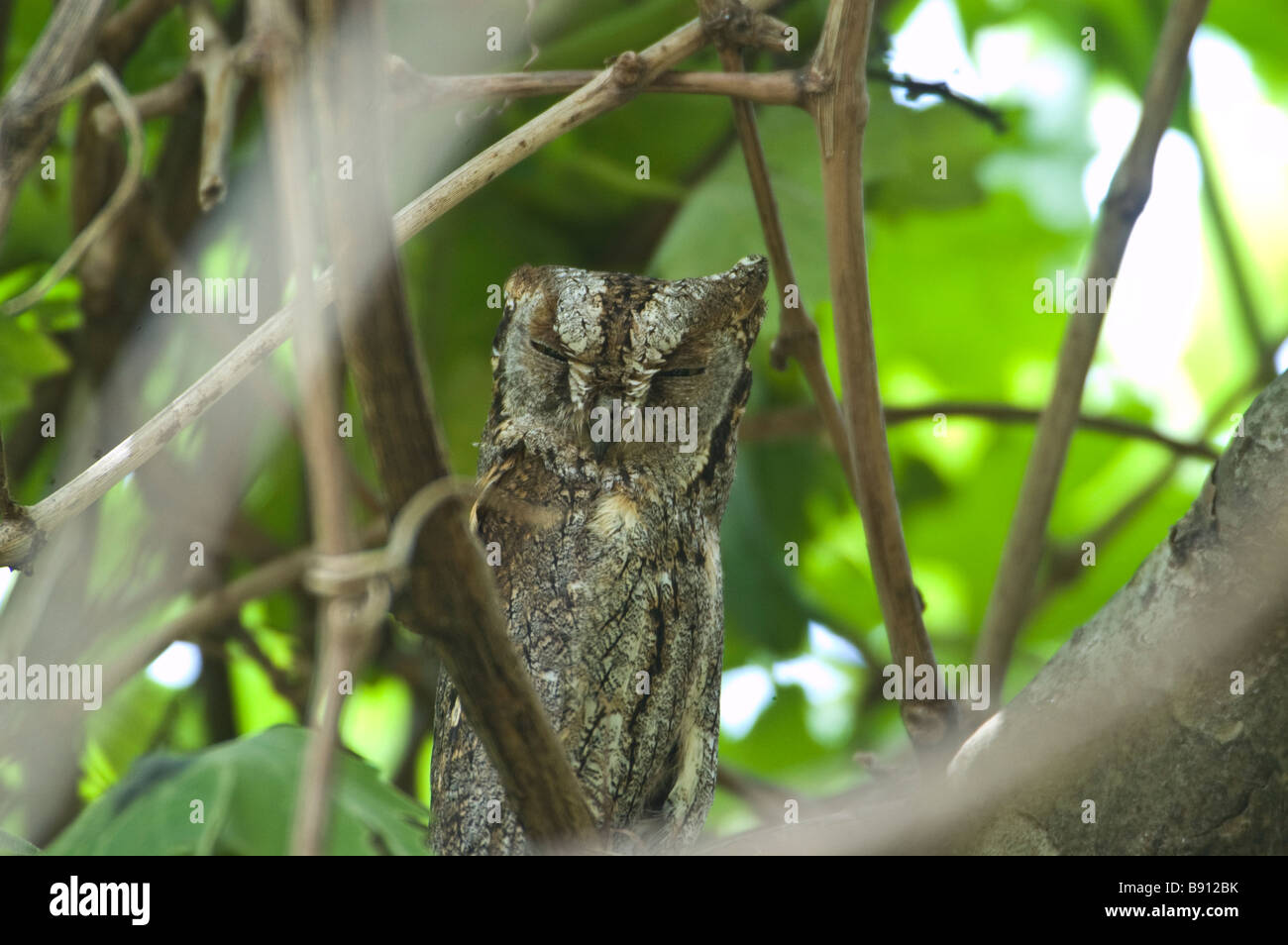 Scops owl roosting in tree Turkey Stock Photo - Alamy