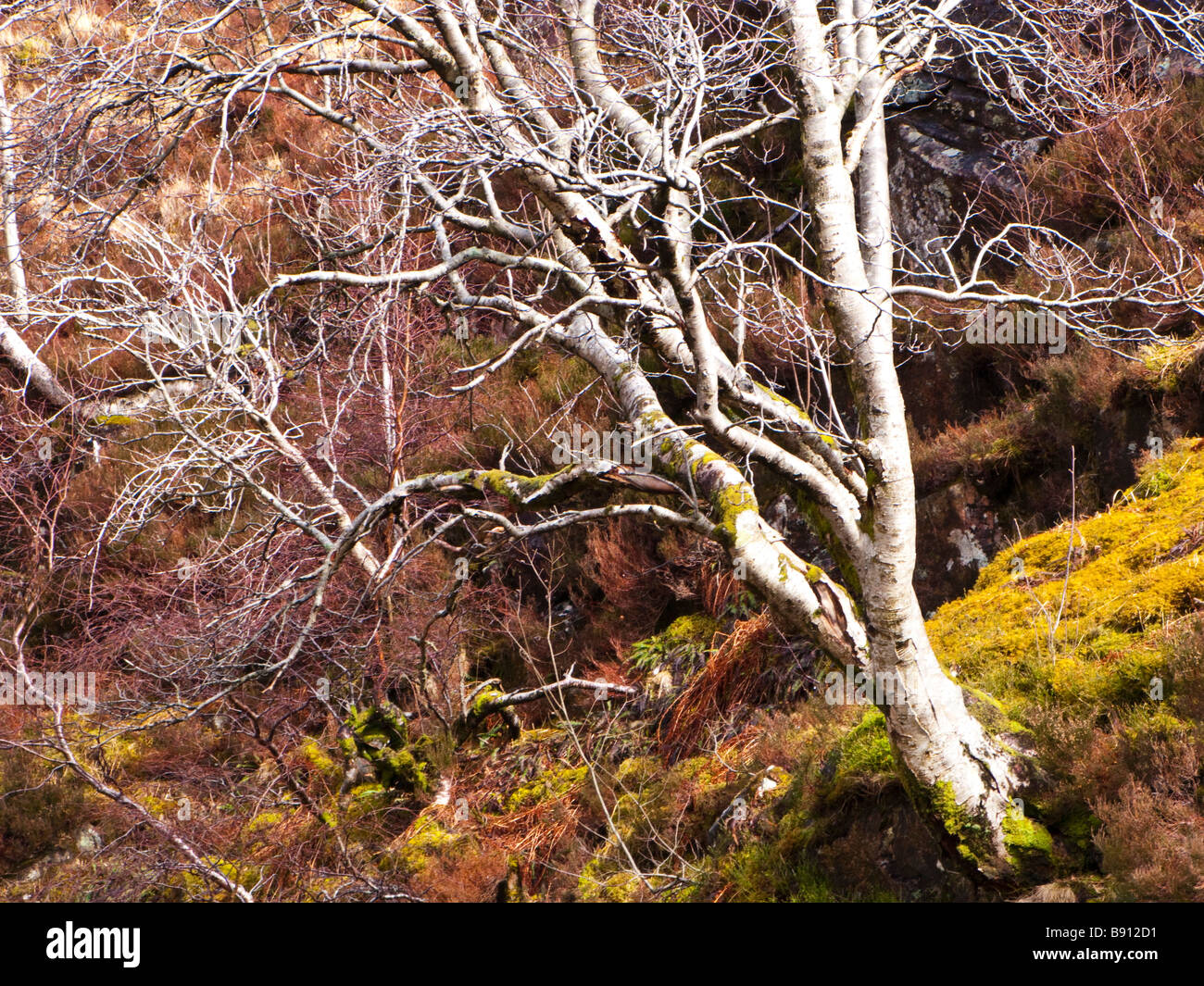 Silver birch tree glencoe scotland hi-res stock photography and images ...