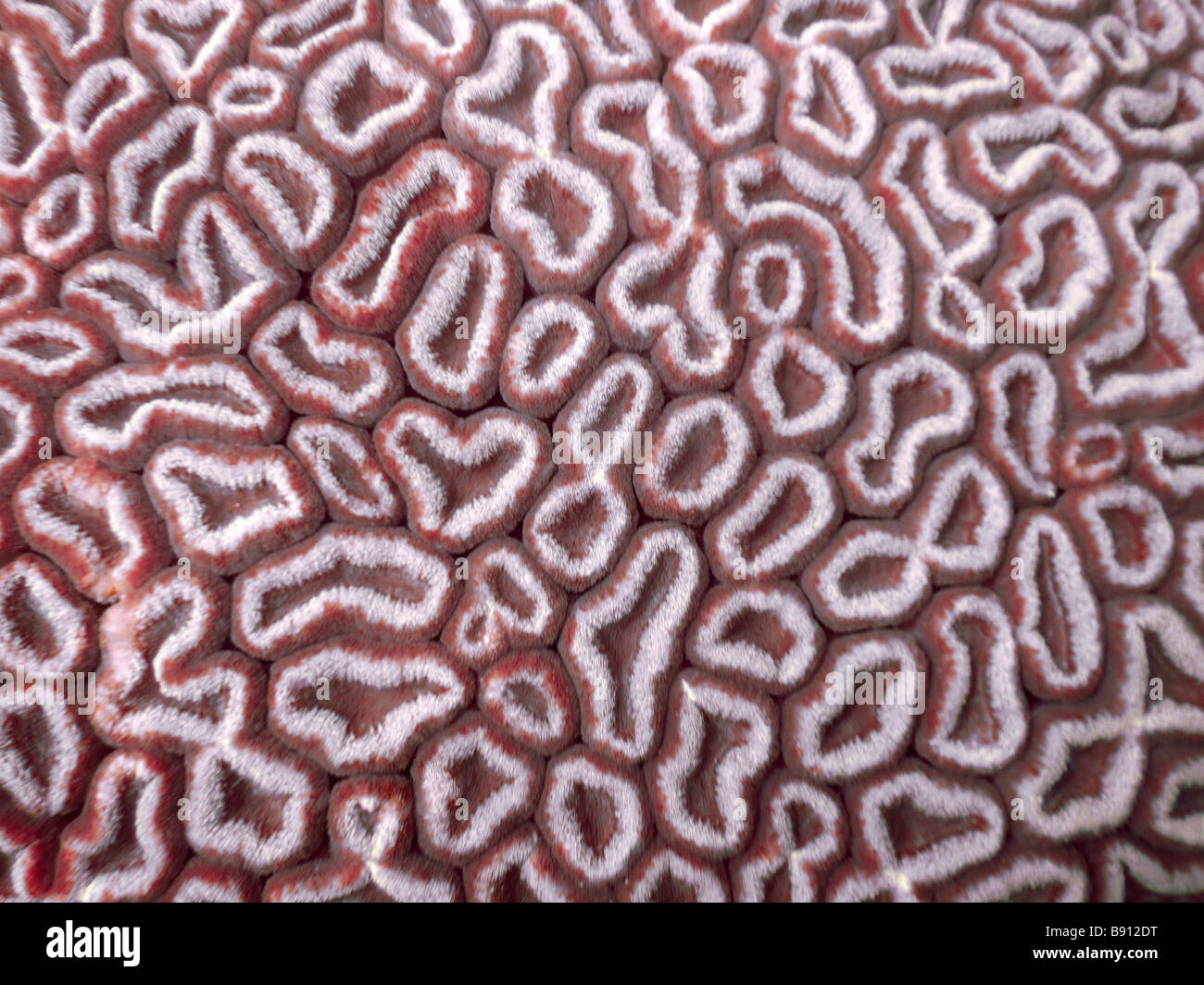 texture of the sea coral Stock Photo - Alamy