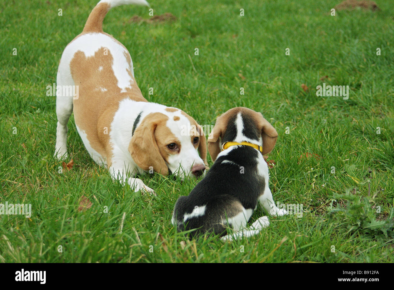Beagle puppies play hi-res stock photography and images - Alamy