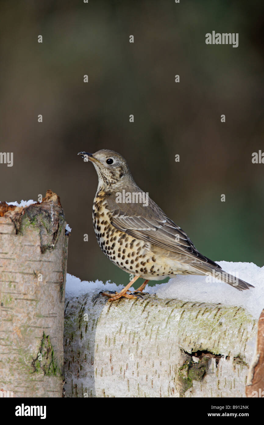 Thrush in the snow hi-res stock photography and images - Alamy