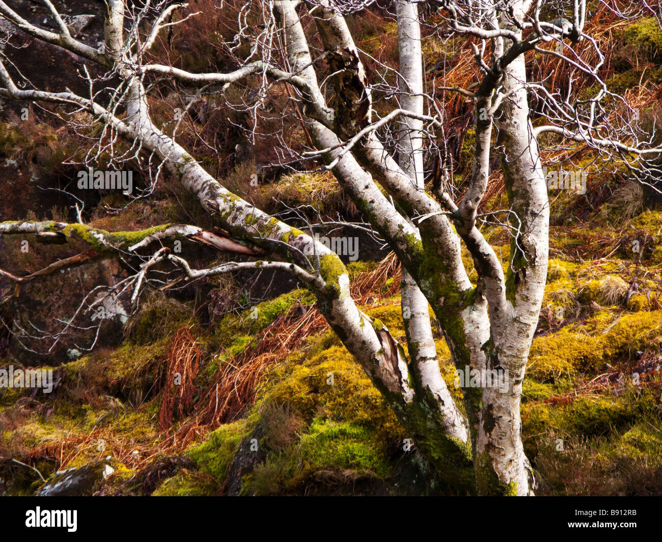 Silver birch tree glencoe scotland hi-res stock photography and images ...