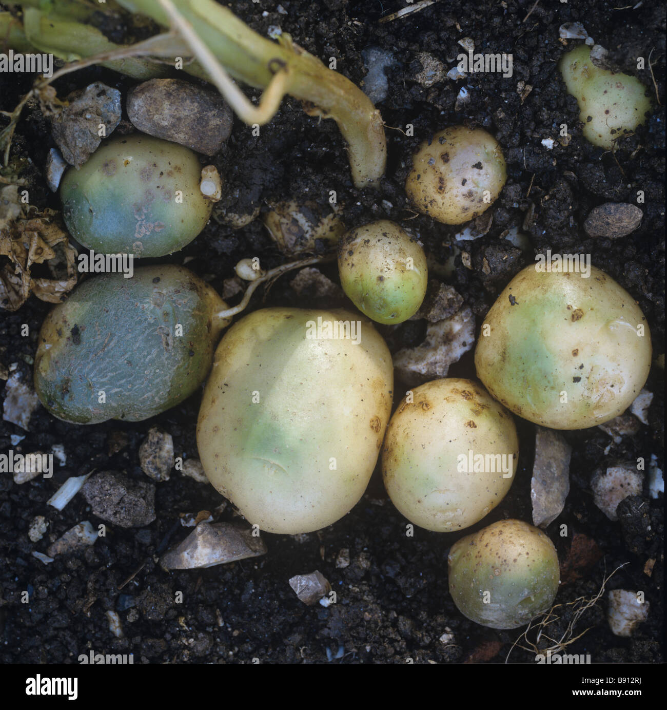 Green potato garden exposure hi-res stock photography and images - Alamy
