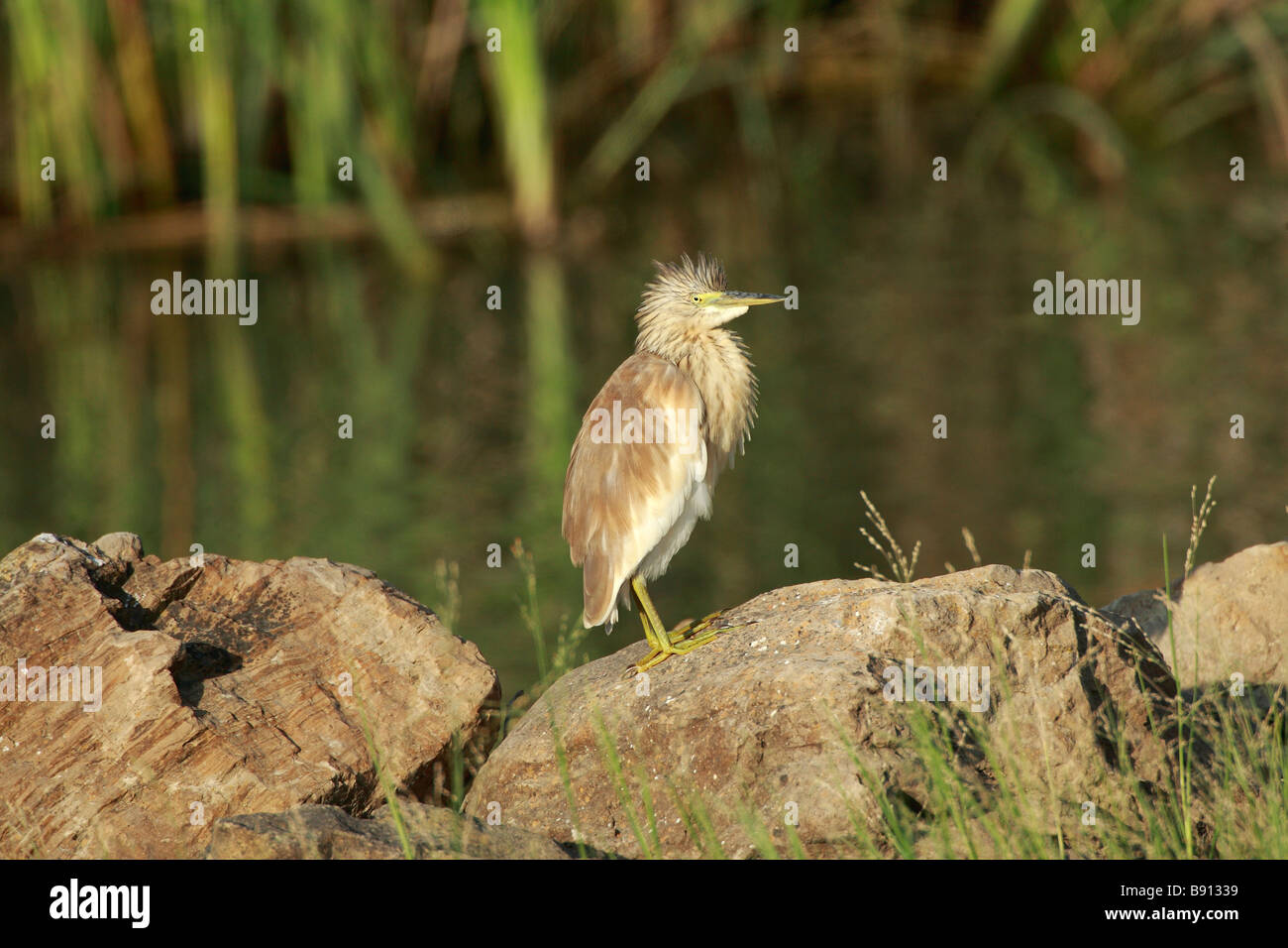 Squacco Heron with fuffled feathers spain Stock Photo - Alamy