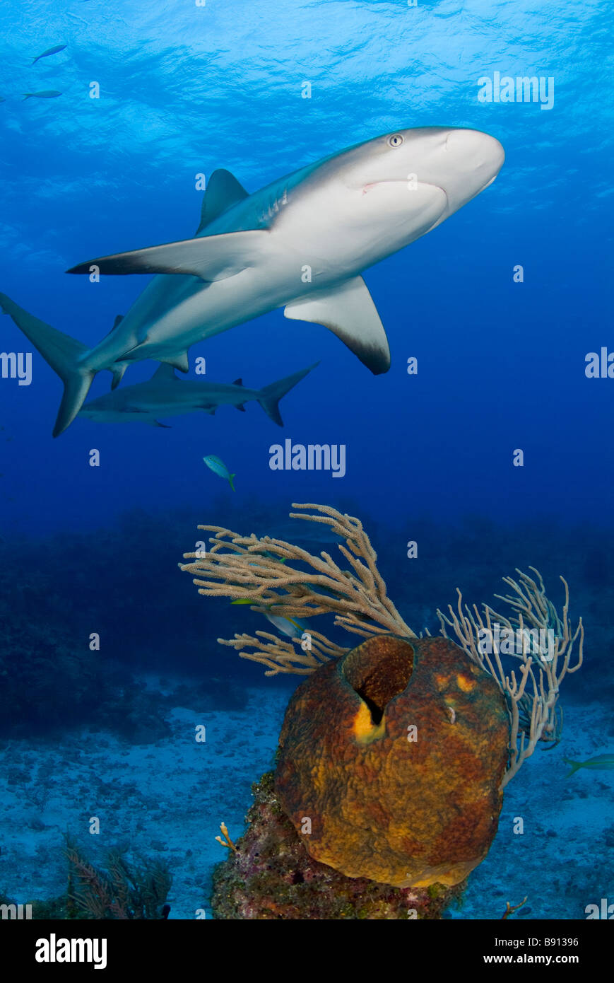 Caribbean Reef Shark coral reef Carcharhinus perezi predator shark ...