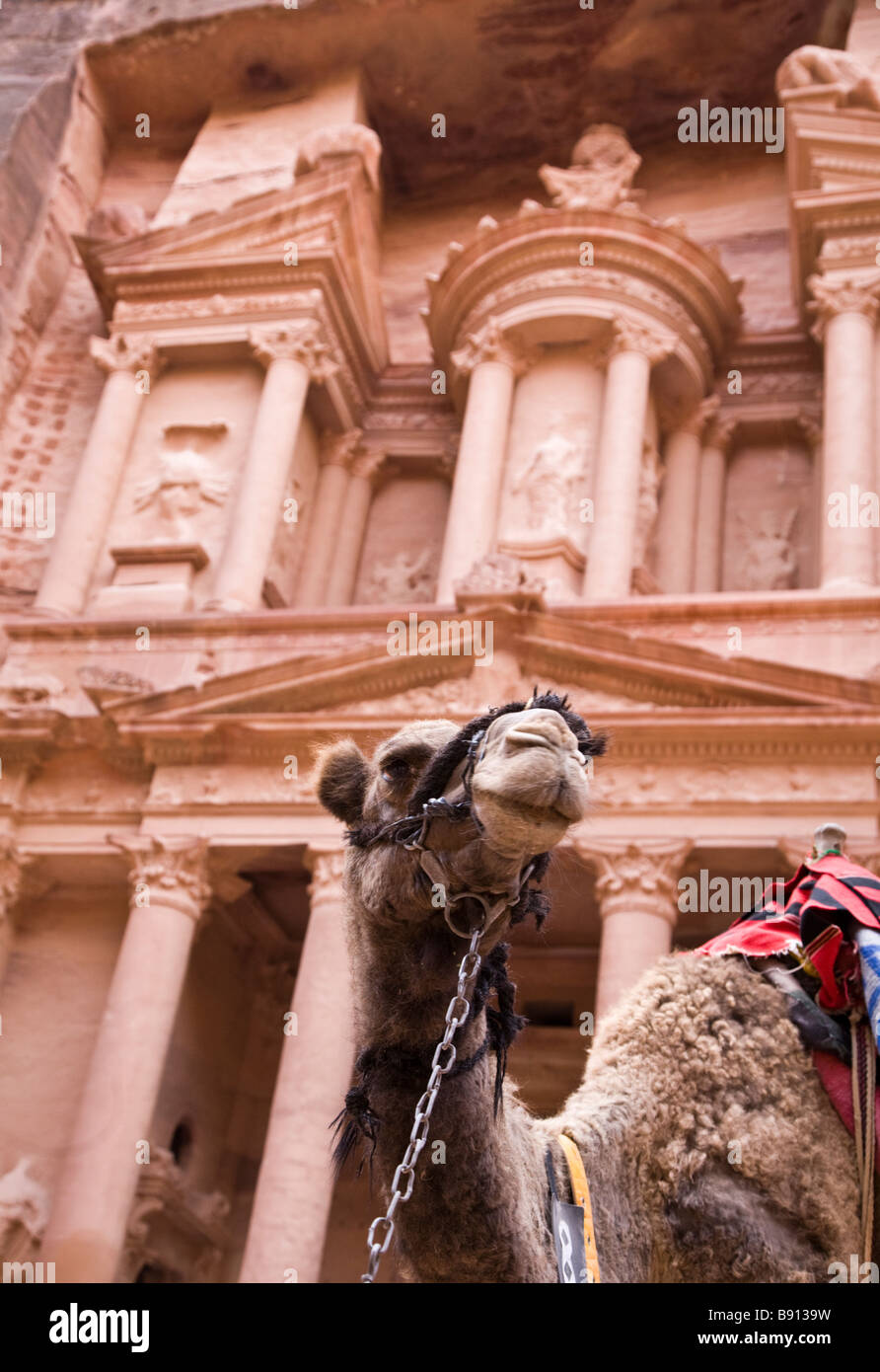 Camel in front of Treasury Building at Petra, Jordan Stock Photo - Alamy