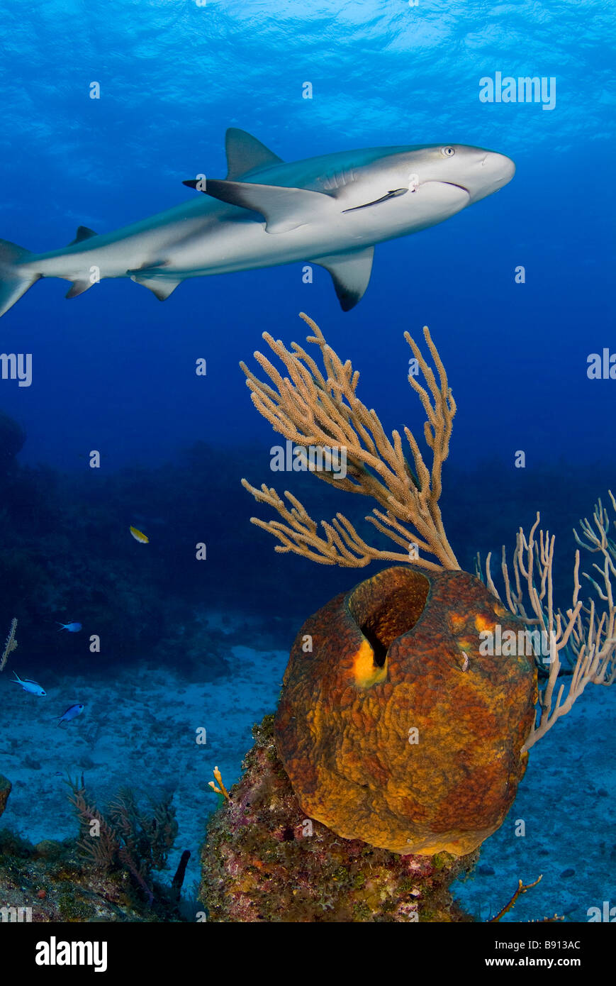 Caribbean Reef Shark coral reef Carcharhinus perezi predator shark ...