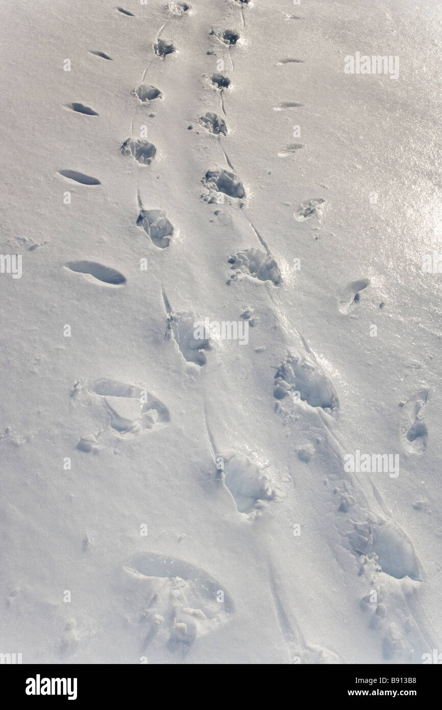 Seal tracks hi-res stock photography and images - Alamy