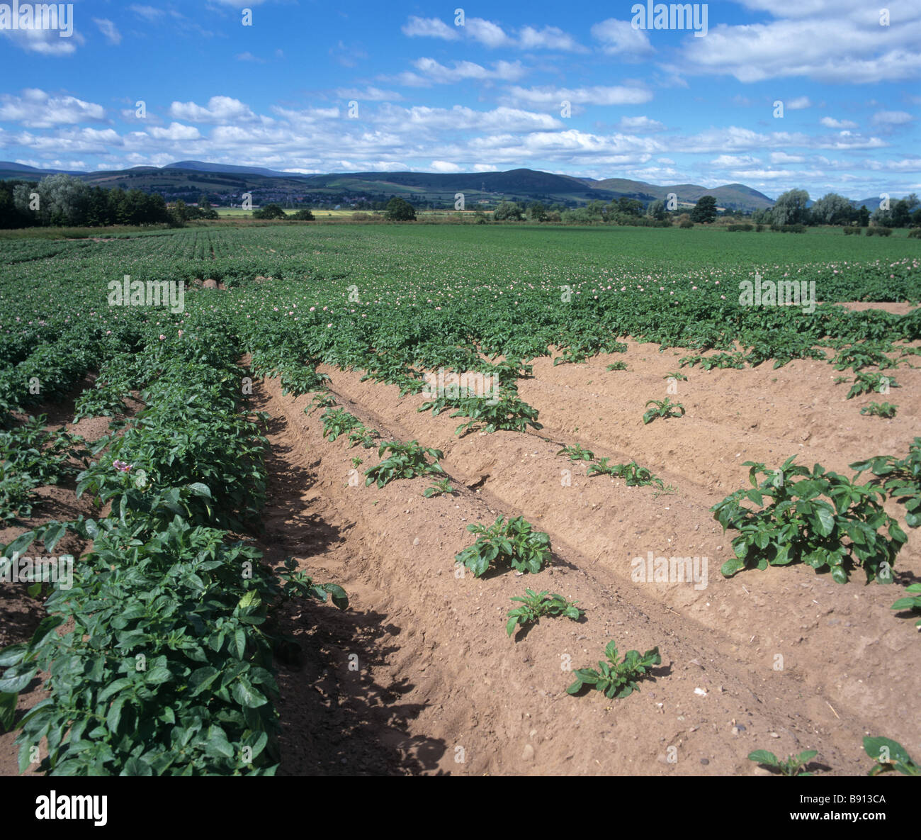 Symphylid or symphylan damage Scutigerella immaculata bare patch in a ...