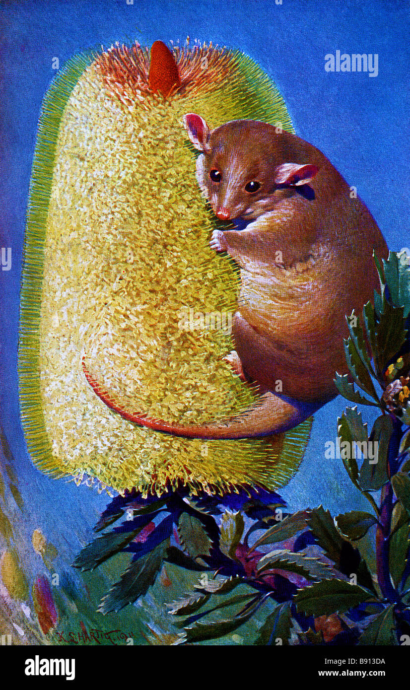 19th century illustration of the Eastern Pygmy Possum (Cercartetus ...