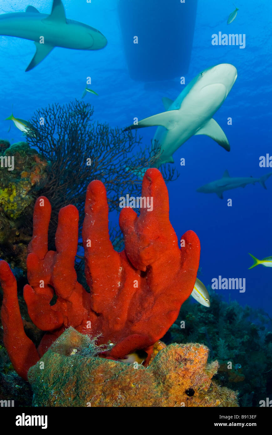 Caribbean Reef Shark coral reef Carcharhinus perezi predator shark ...