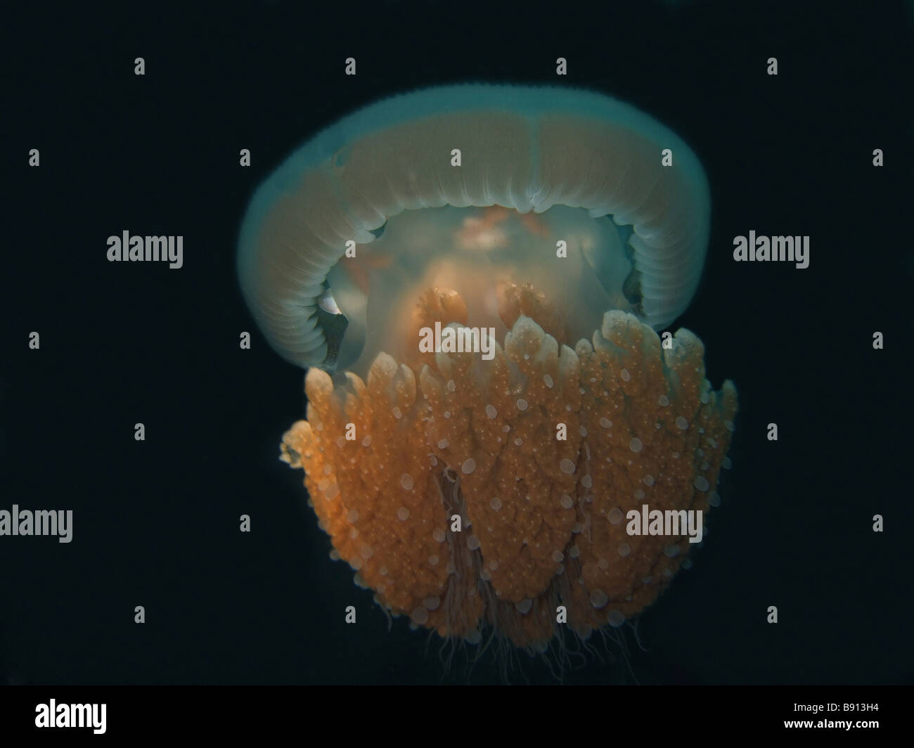 Celestial underwater hi-res stock photography and images - Alamy