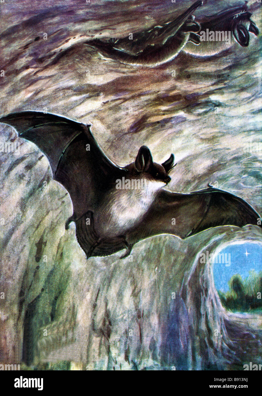 19th century illustration of Natterer's bat (Myotis nattereri Stock ...