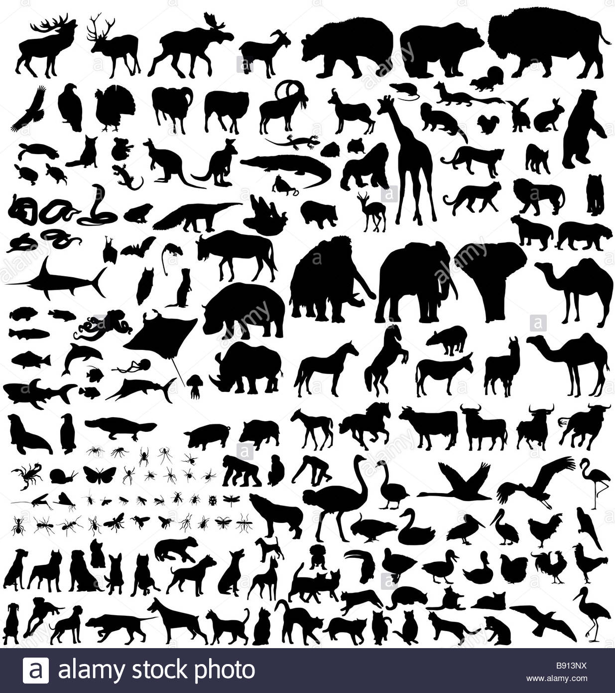 Animal Silhouettes Stock Photos & Animal Silhouettes Stock Images - Alamy