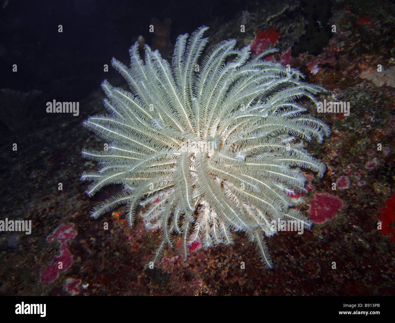 Starfish lily hi-res stock photography and images - Alamy