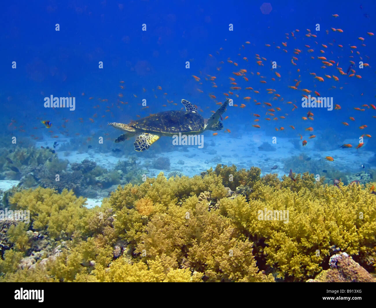 Underwater landscape with turtle and many small fish The Red Sea Stock ...