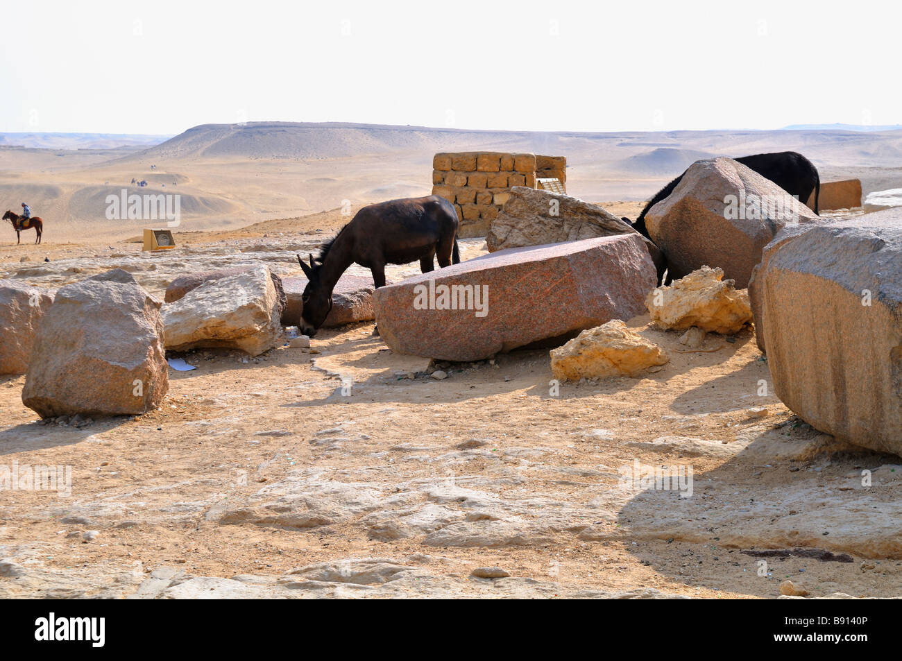 A donkey among ruins of pyramids in Giza Egypt Stock Photo - Alamy