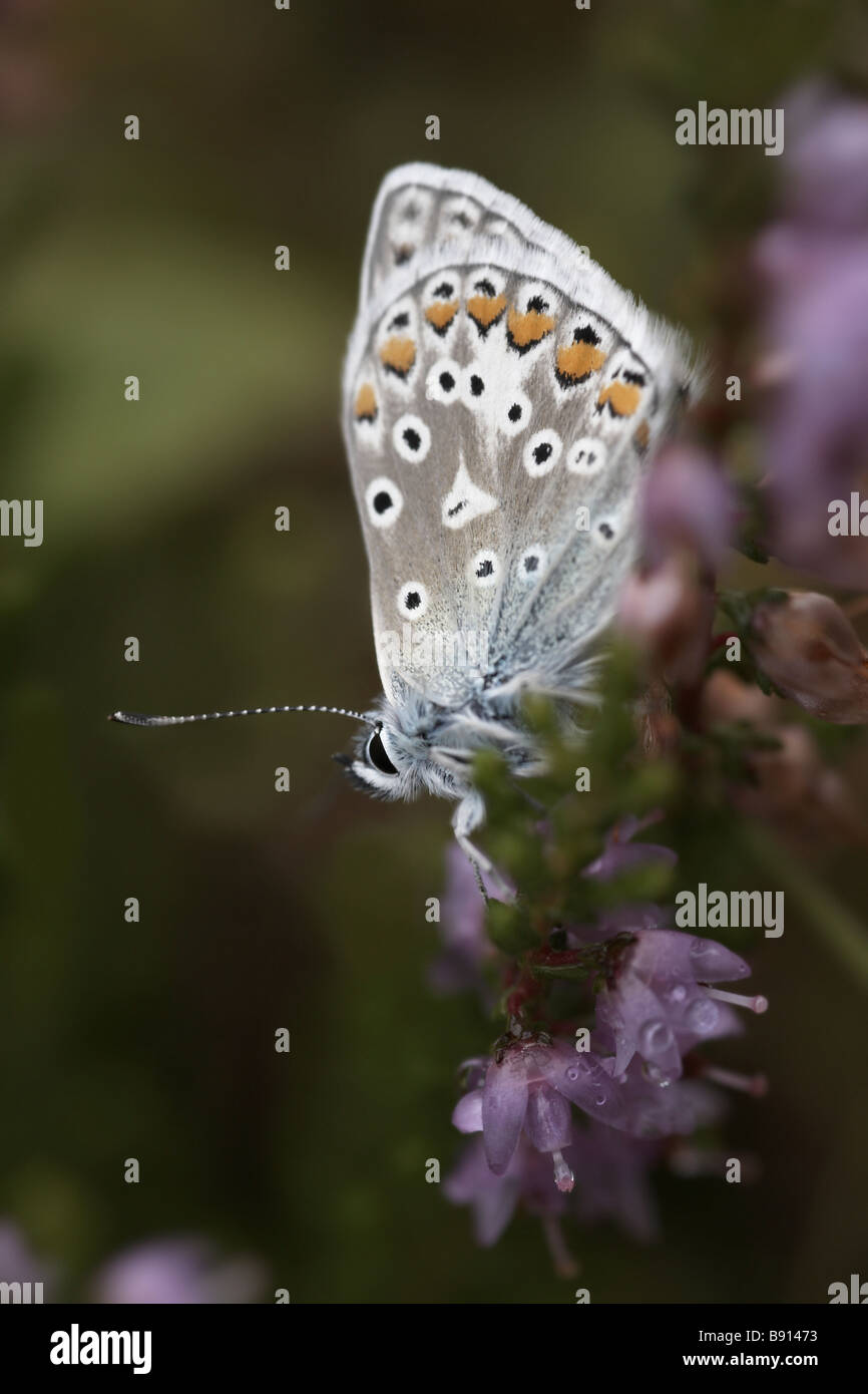 Welsh butterfly hi-res stock photography and images - Alamy