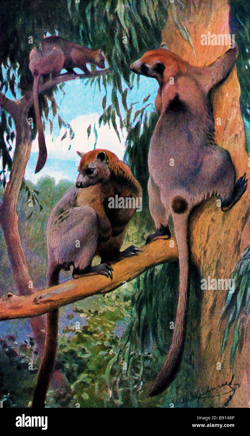 Tree Kangaroo Drawing