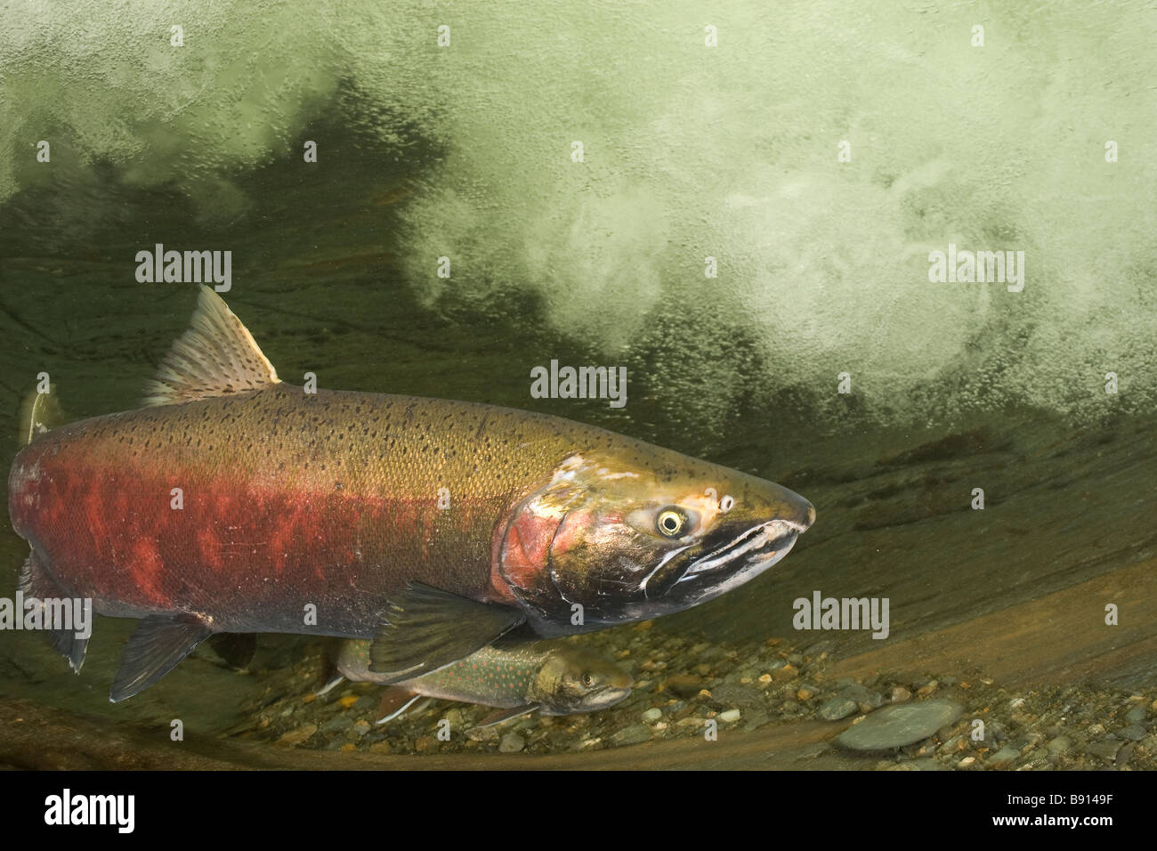Coho Salmon (silver salmon) Oncorhynchus kisutch Juneau Alaska Stock ...