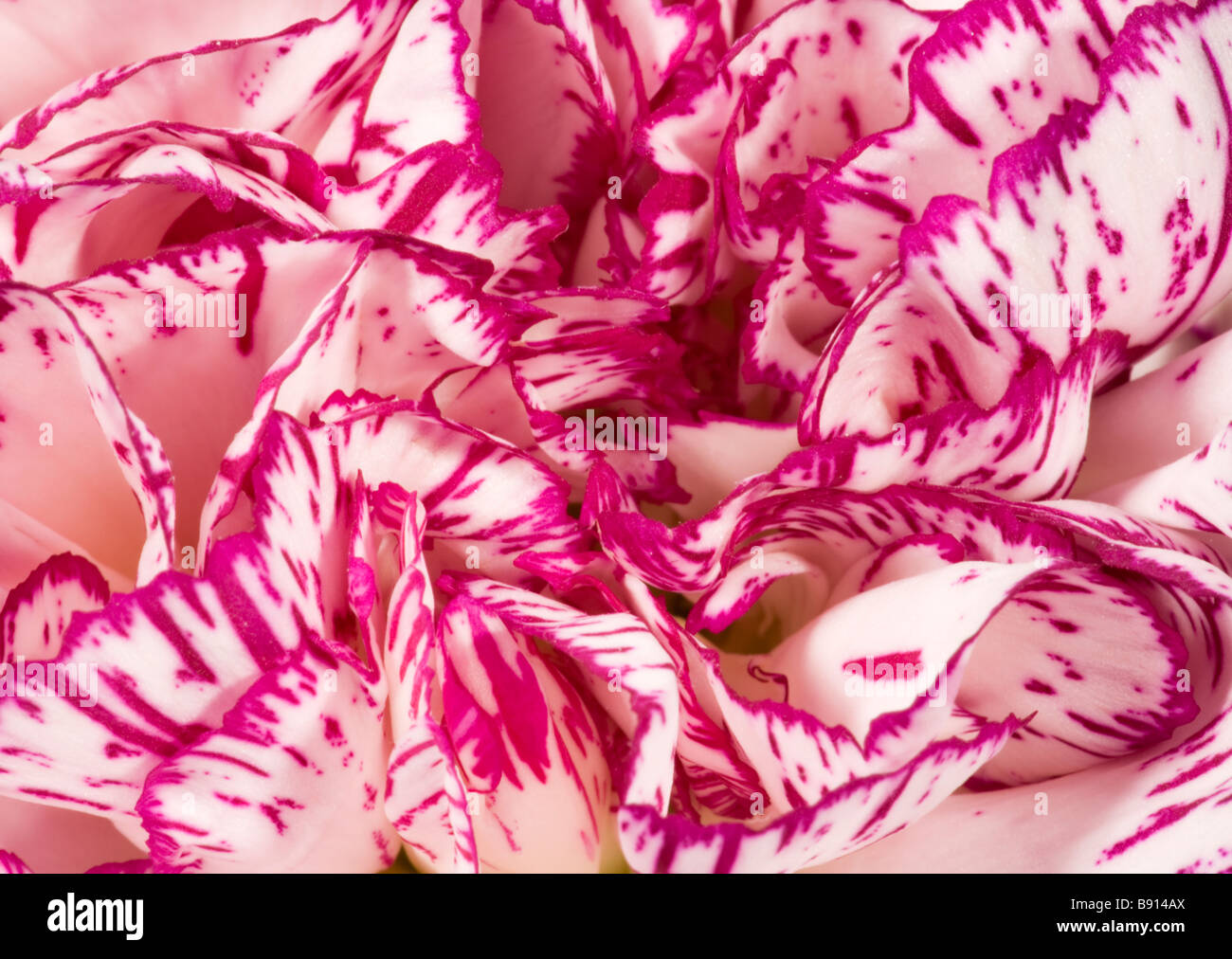 Cut Flowers White Carnations High Resolution Stock Photography and ...