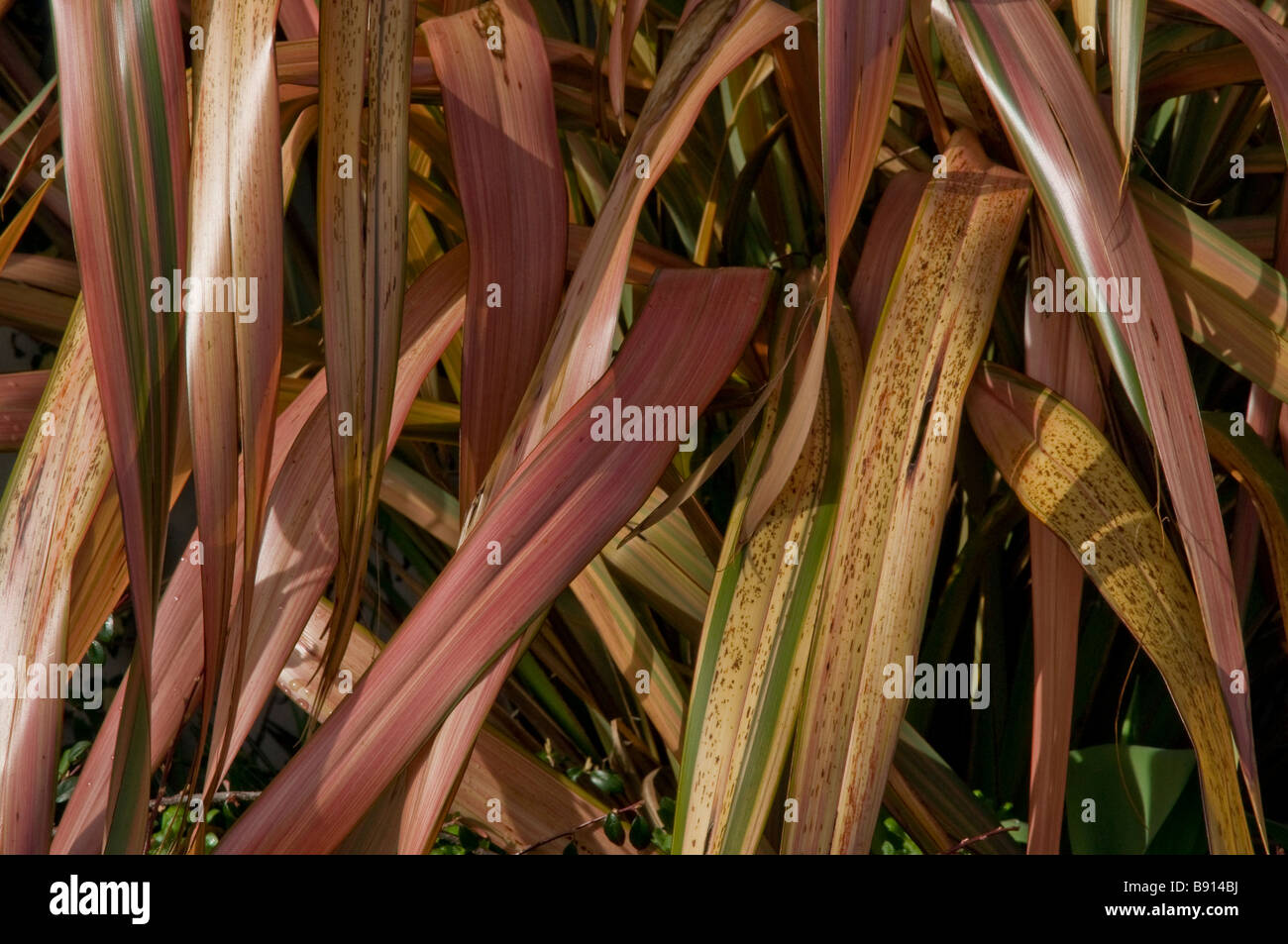 Red yucca hi-res stock photography and images - Alamy