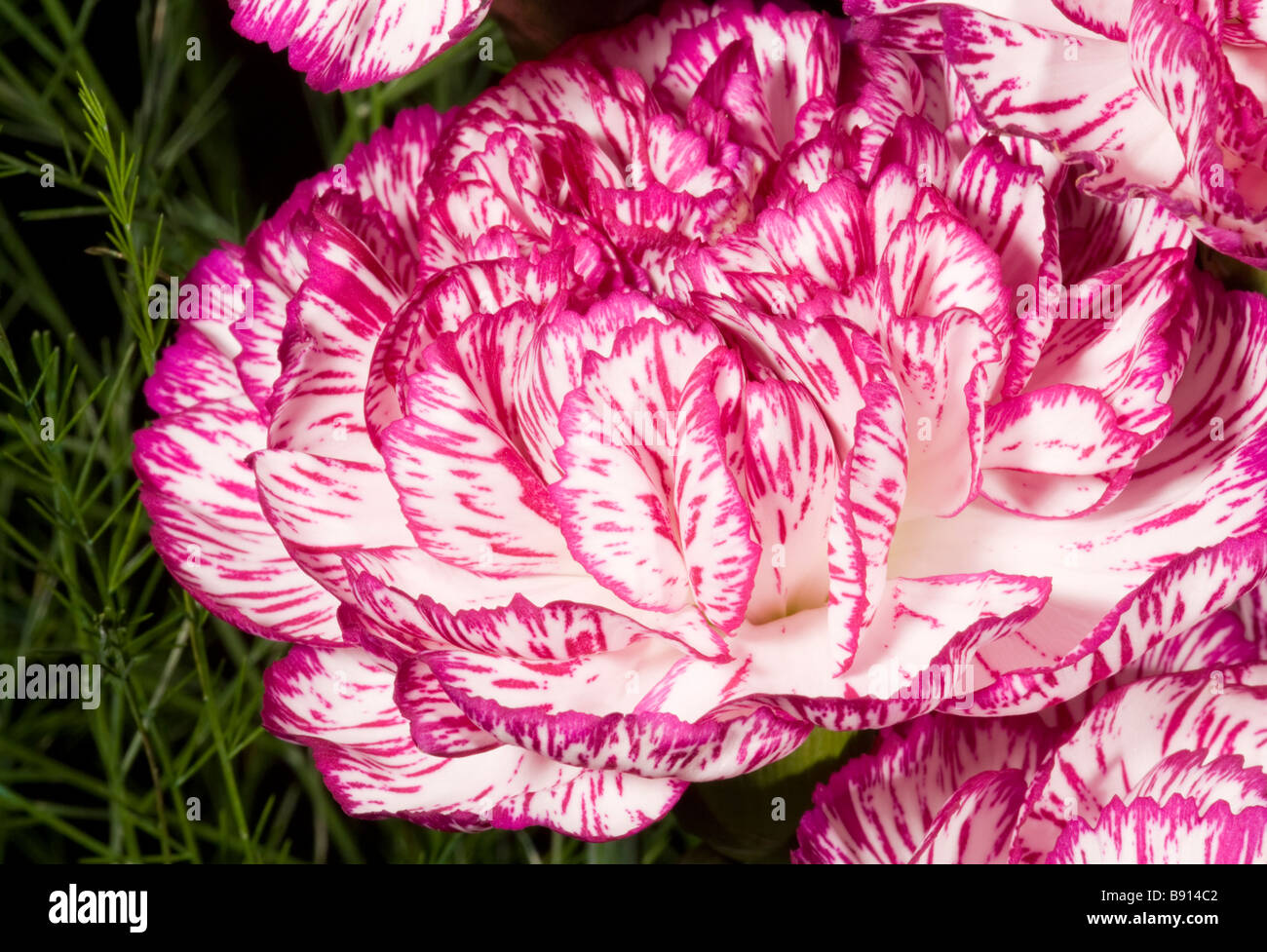 Dark red and white varigated Carnations Stock Photo - Alamy