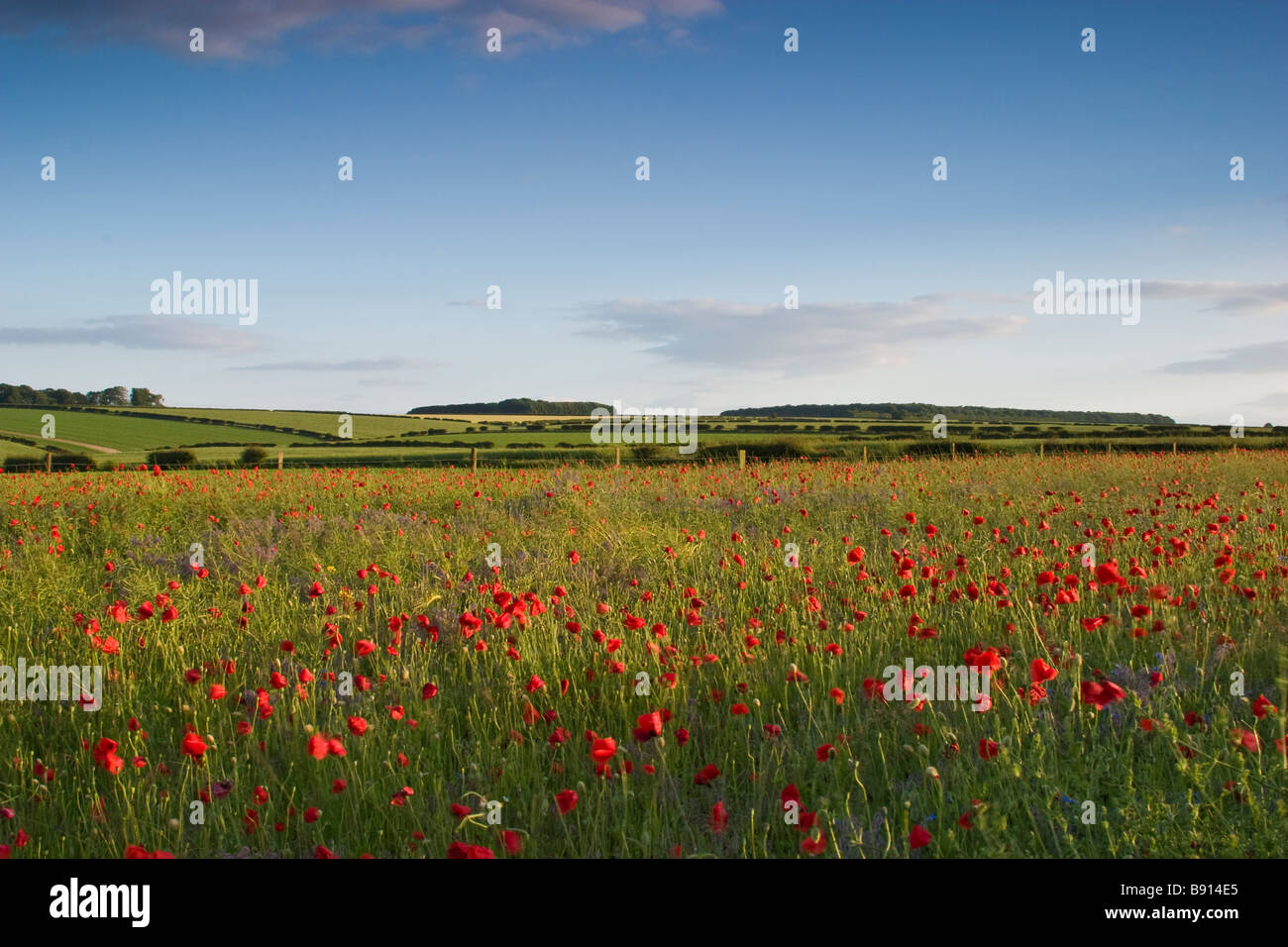 Poppy field East Yorkshire England UK Stock Photo - Alamy